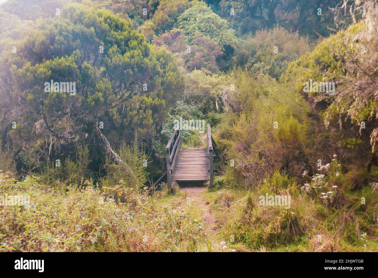 A wooden footpath in the wild at Aberdare National Park, Kenya Stock ...