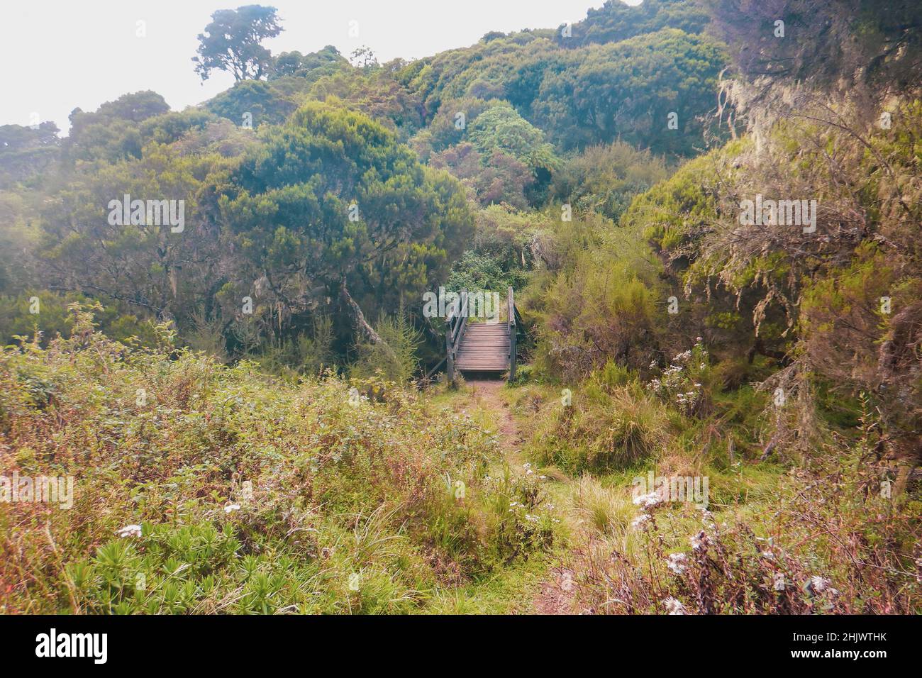 A wooden footpath in the wild at Aberdare National Park, Kenya Stock ...