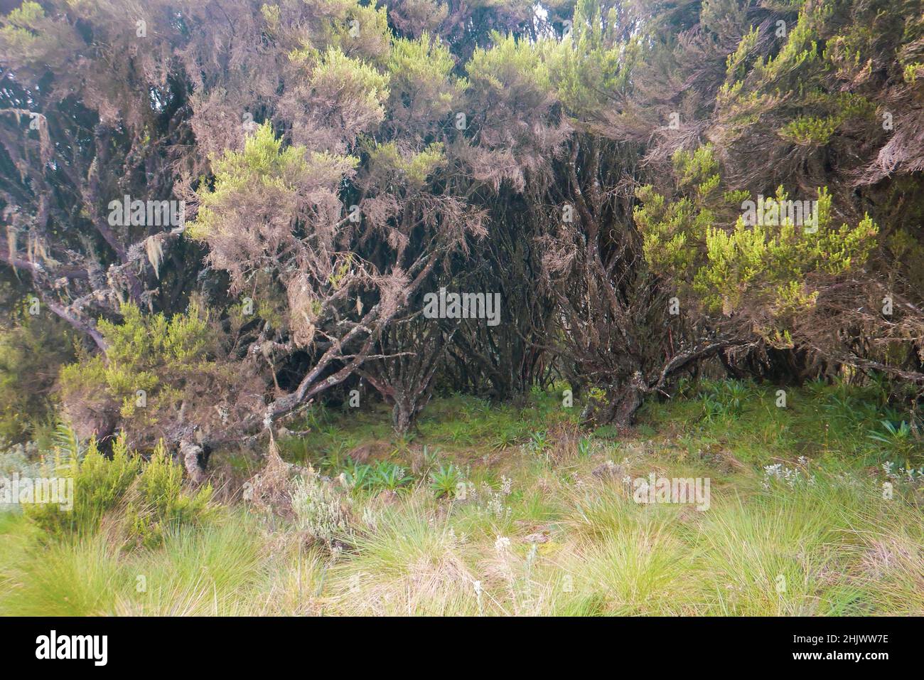 Trees in the forest at Aberdare National Park, Kenya Stock Photo - Alamy