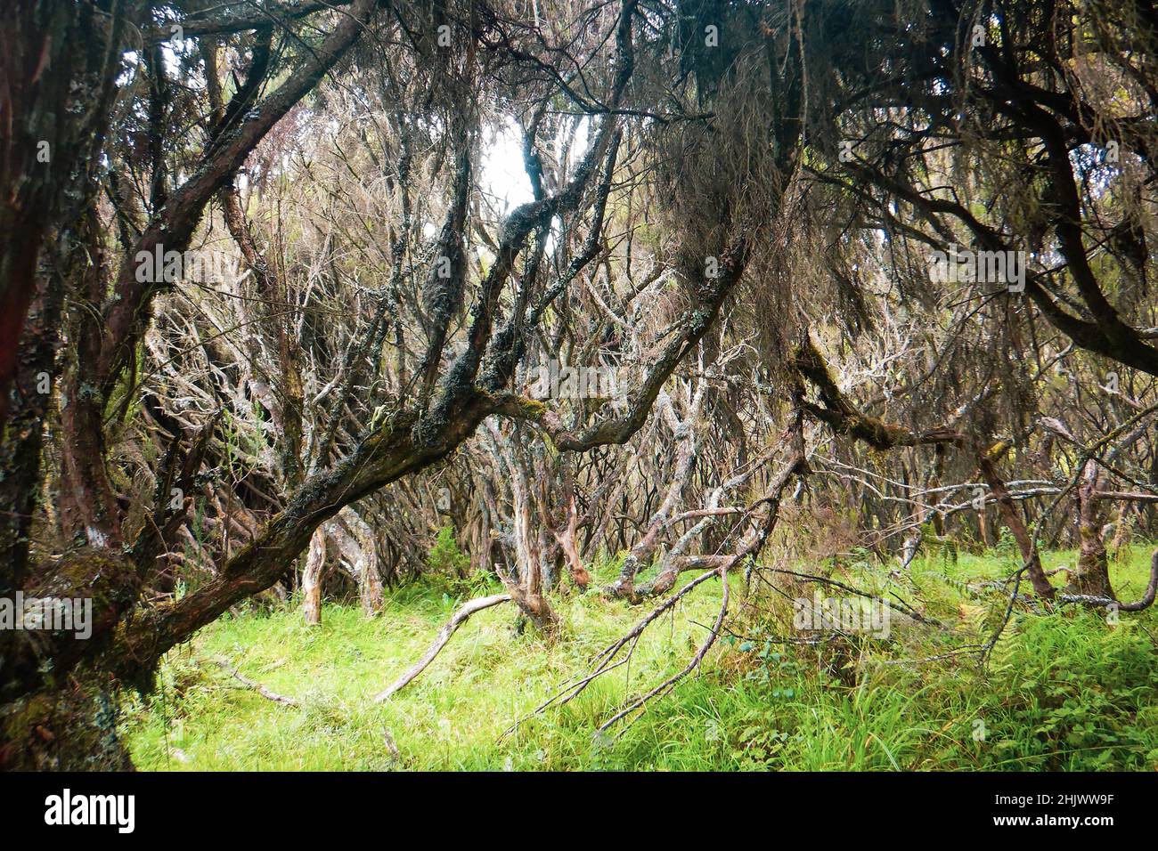 Trees in the forest at Aberdare National Park, Kenya Stock Photo - Alamy