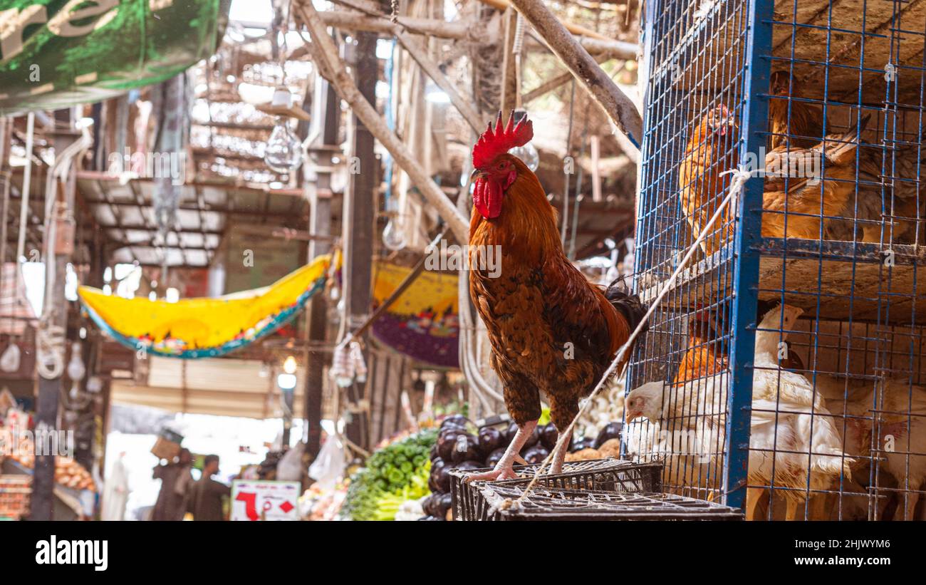 Live chickens in poultry farm hi-res stock photography and images - Alamy