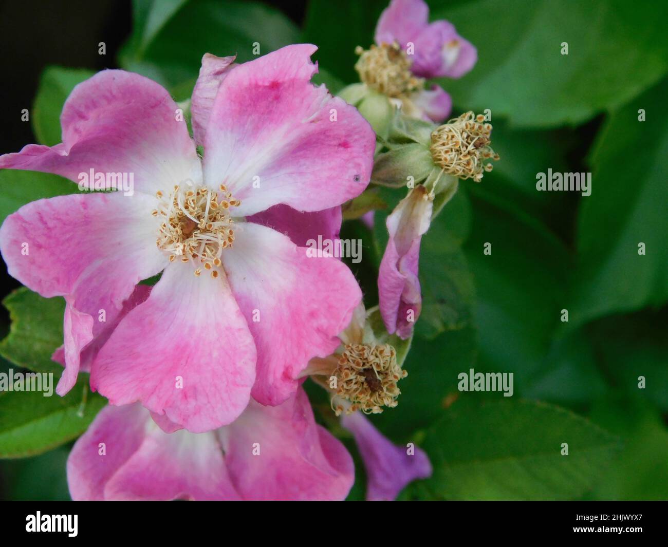 Closeup of the Rosa setigera, commonly known as the climbing roses, the ...