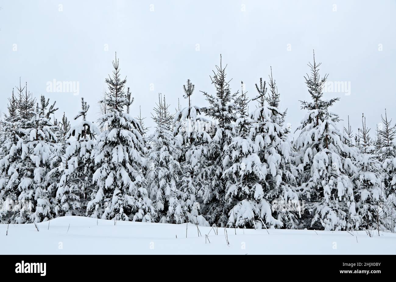 Fir trees under snow load in the end of January Stock Photo - Alamy