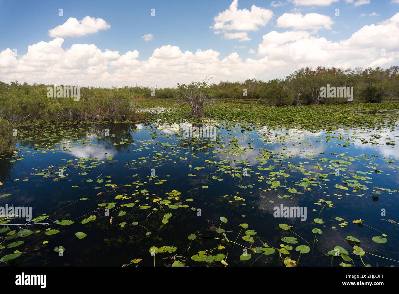 Strolling through the swamps and vegetation of Everglades National Park ...