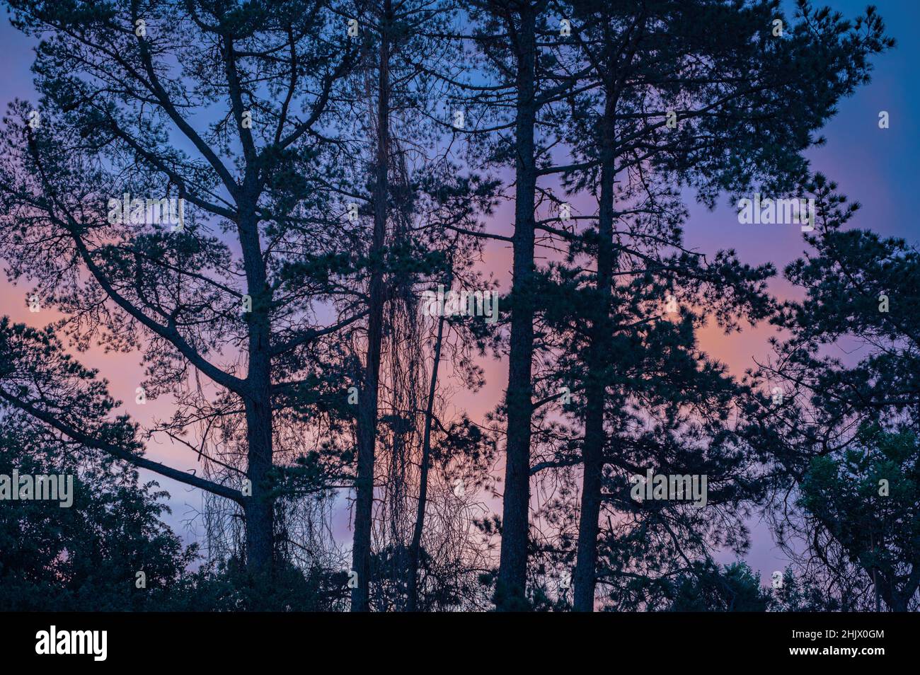 Colorful sky see through trees Stock Photo - Alamy