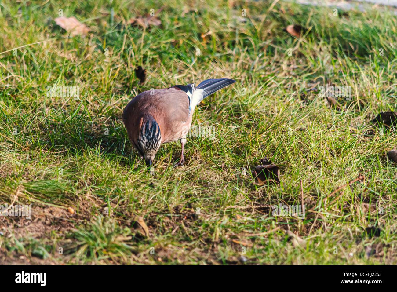 Eurasian jay - a bird of the crow family Stock Photo - Alamy