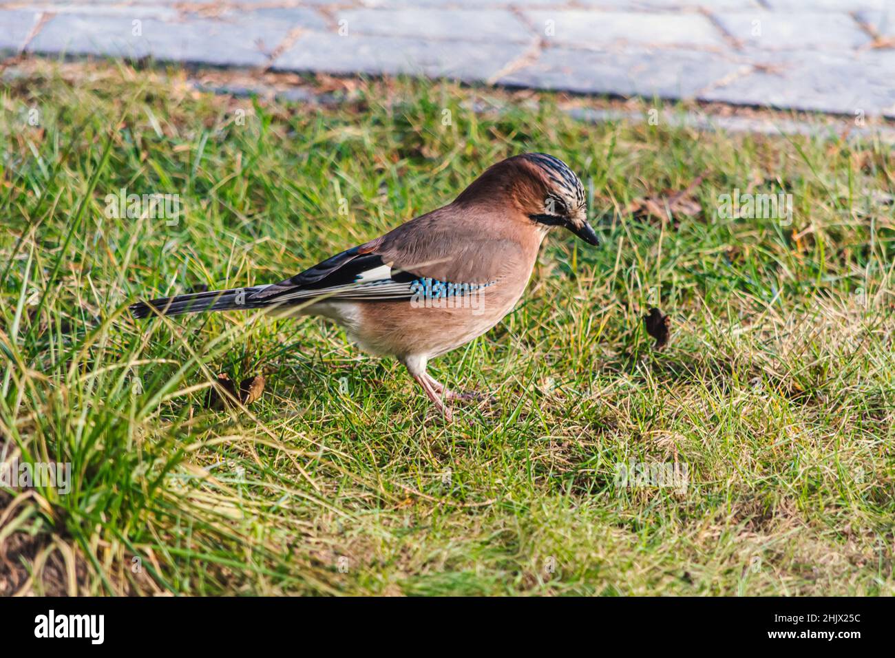 Eurasian jay - a bird of the crow family Stock Photo - Alamy