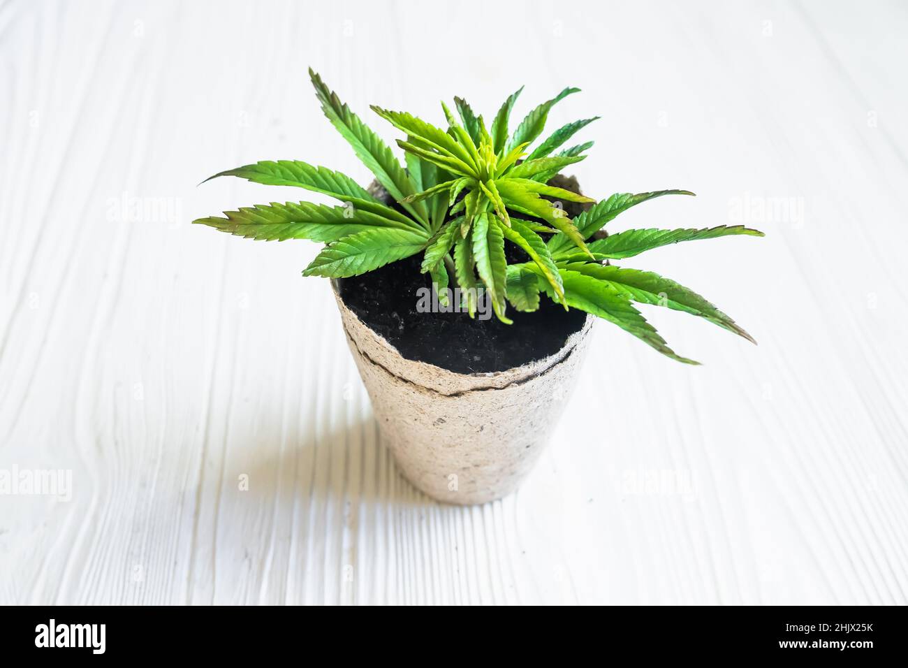 Growing hemp at home in pots of recyclable materials. Sprouts of young ...