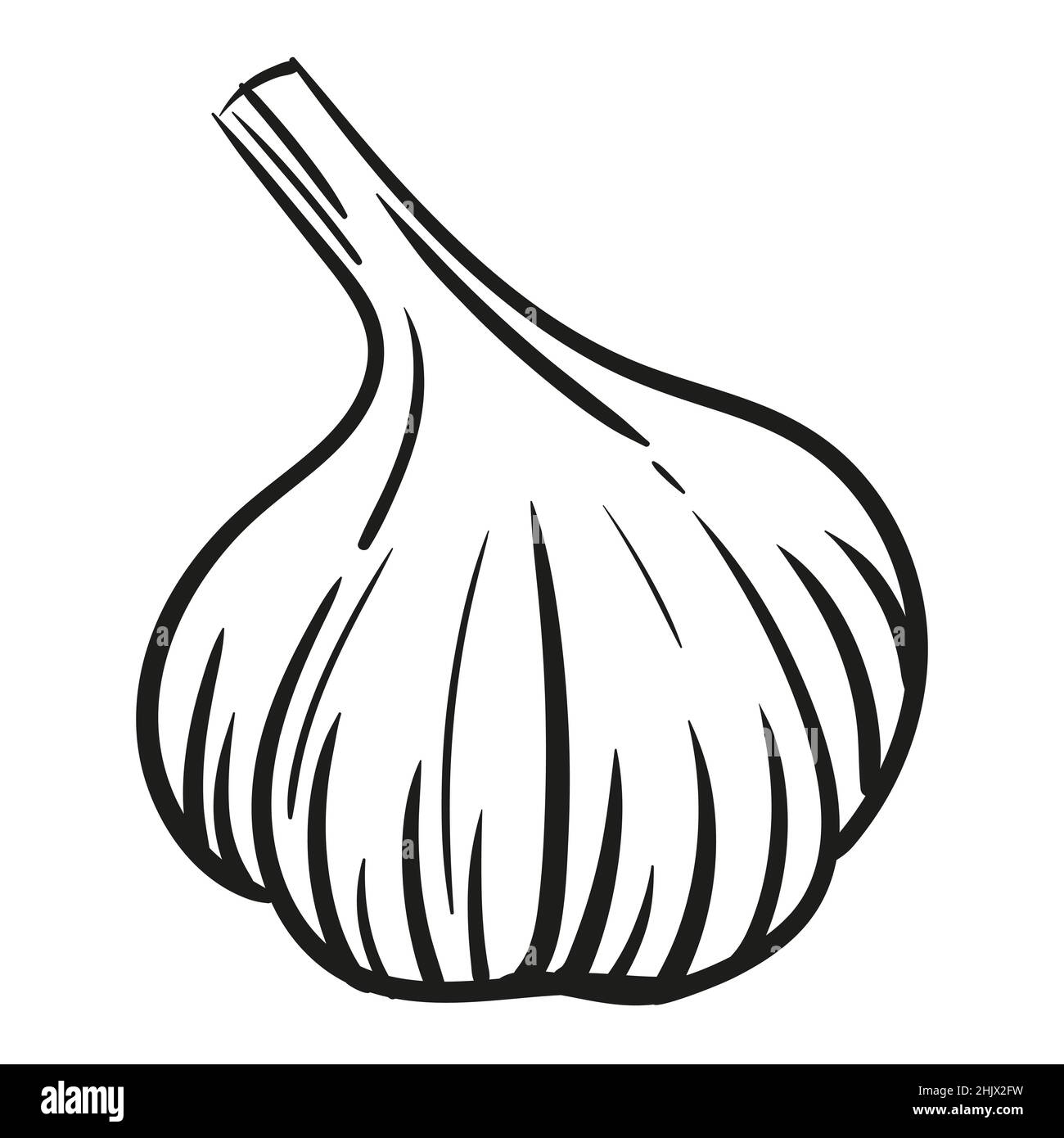 Garlic - vector illustration in sketch style. Head of garlic, cloves ...