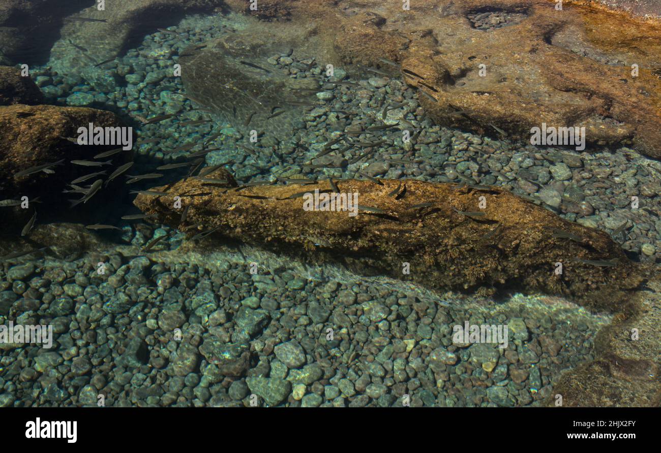 Gran Canaria, calm rock pools under steep cliffs of the north coast are ...
