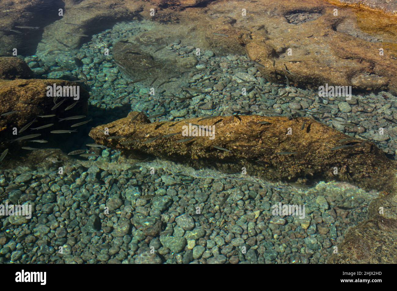 Gran Canaria, calm rock pools under steep cliffs of the north coast are ...
