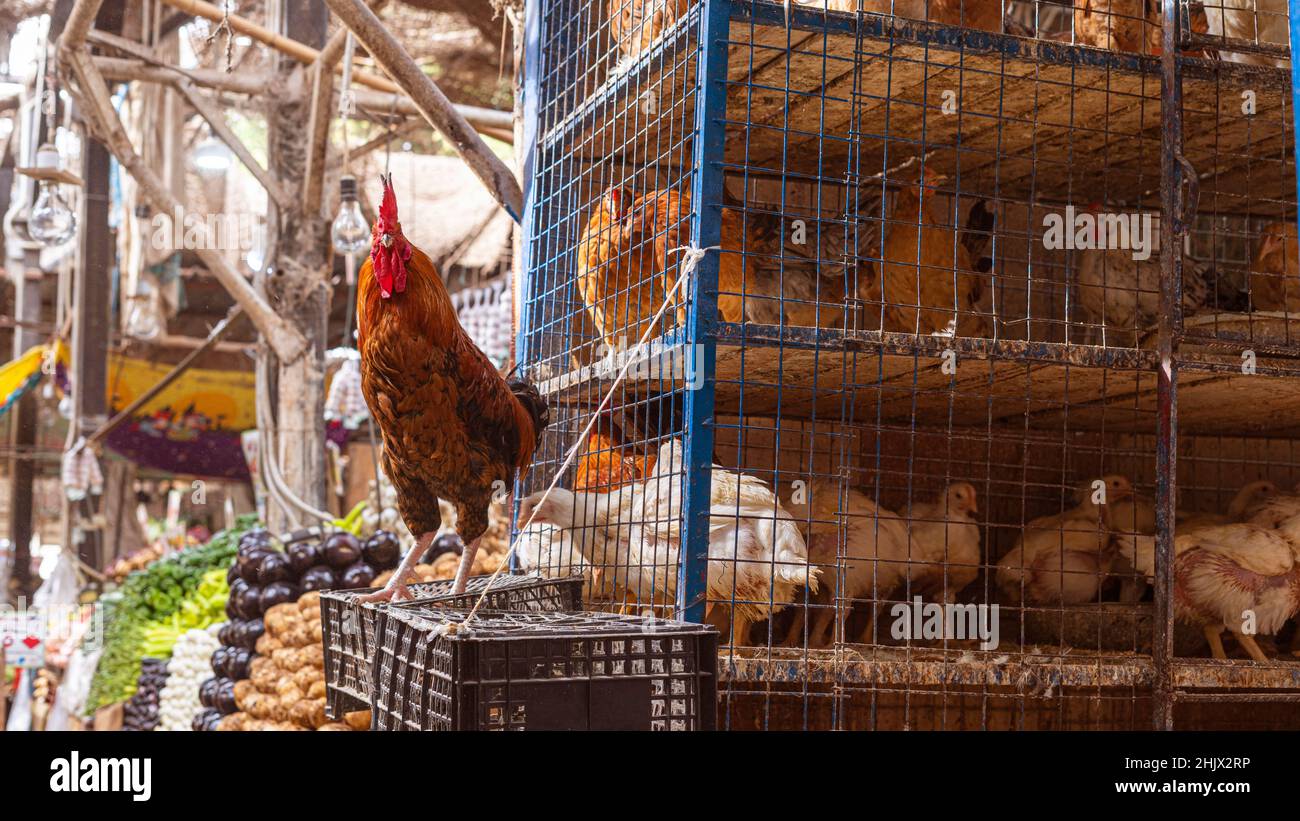 live chicken in the food market Stock Photo - Alamy