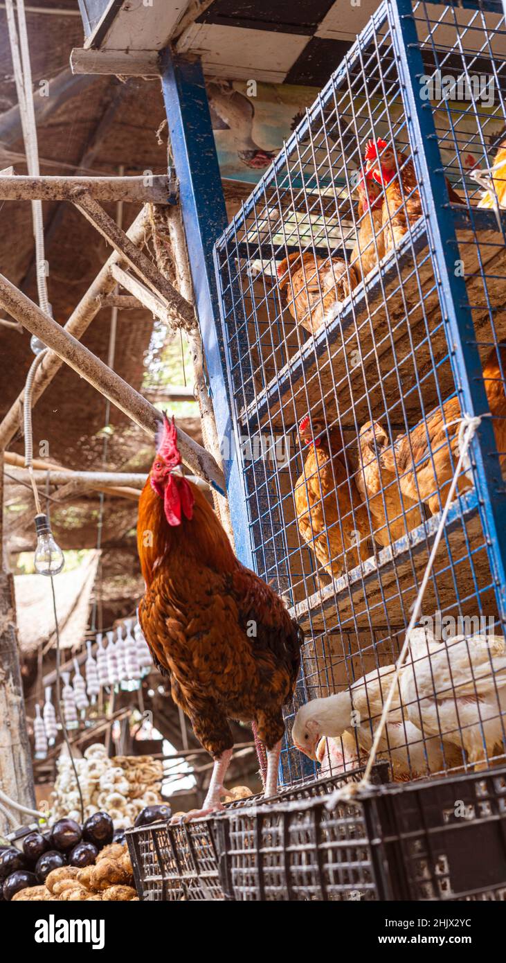 Live chickens in poultry farm hi-res stock photography and images - Alamy