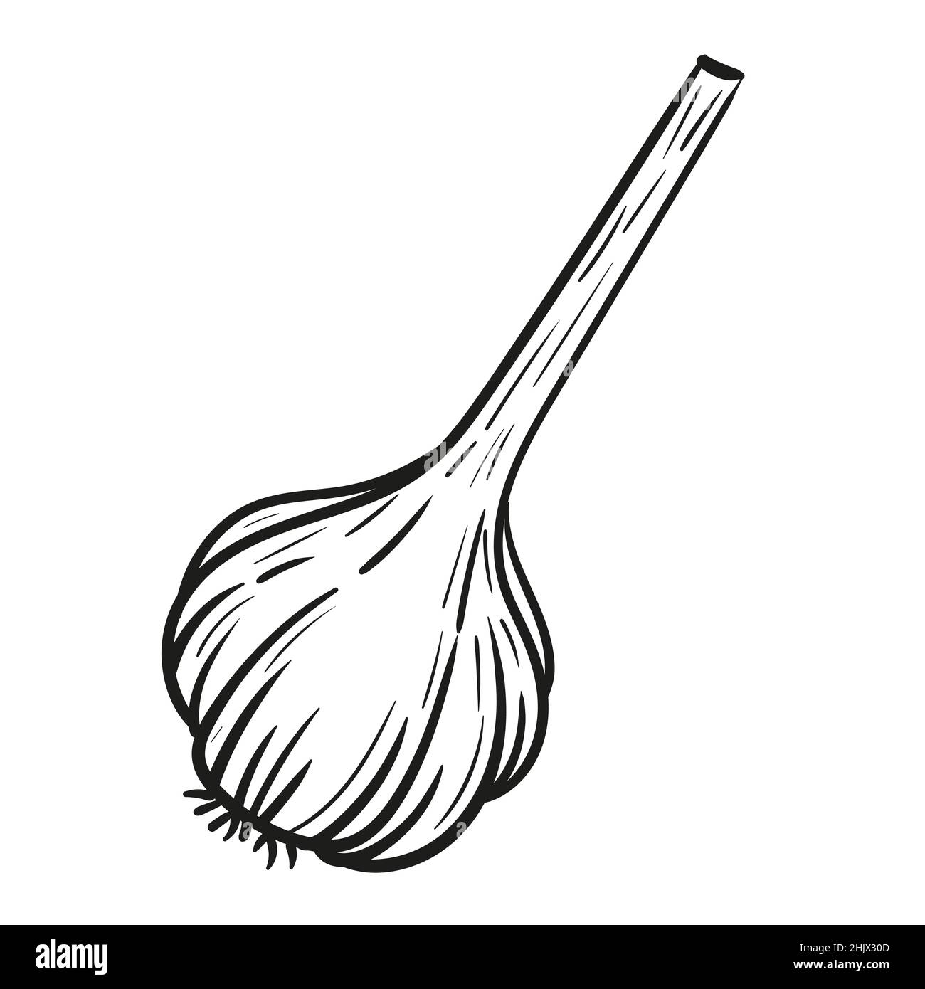 Garlic - vector illustration in sketch style. Head of garlic, cloves ...