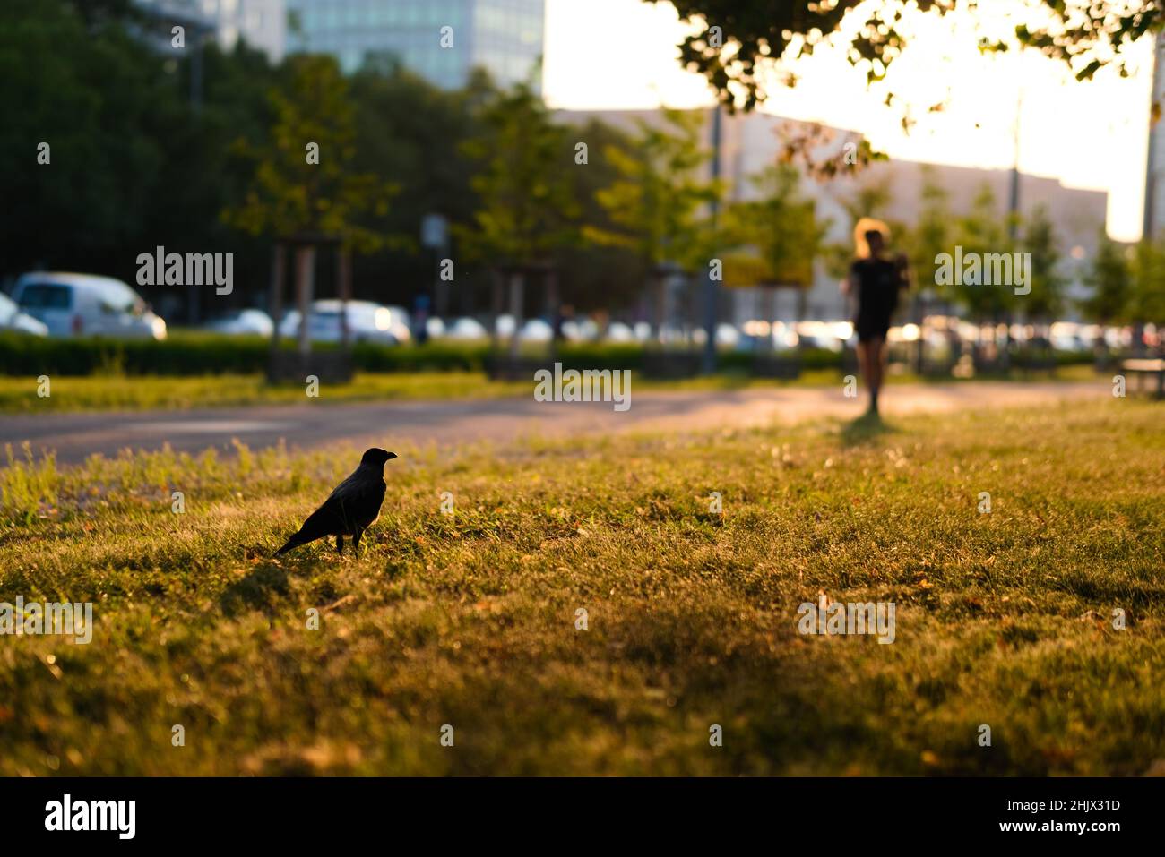 Sun crow hi-res stock photography and images - Alamy