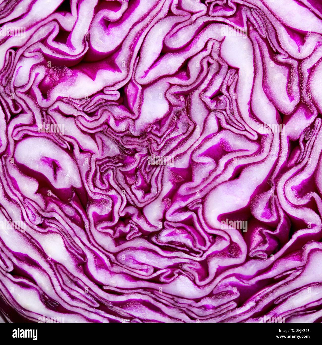 Cut though the middle of a red cabbage head, beautiful dark purple and ...
