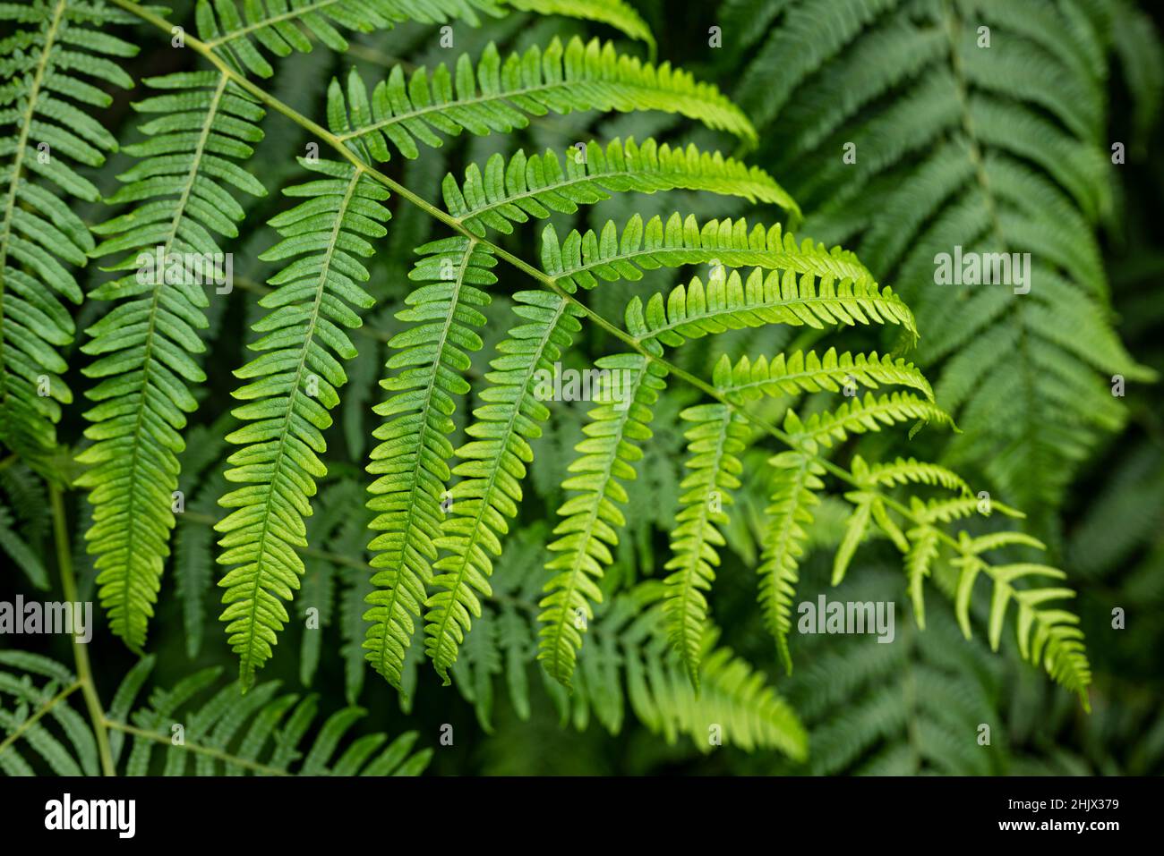 Lady fern in forest germany hi-res stock photography and images - Alamy