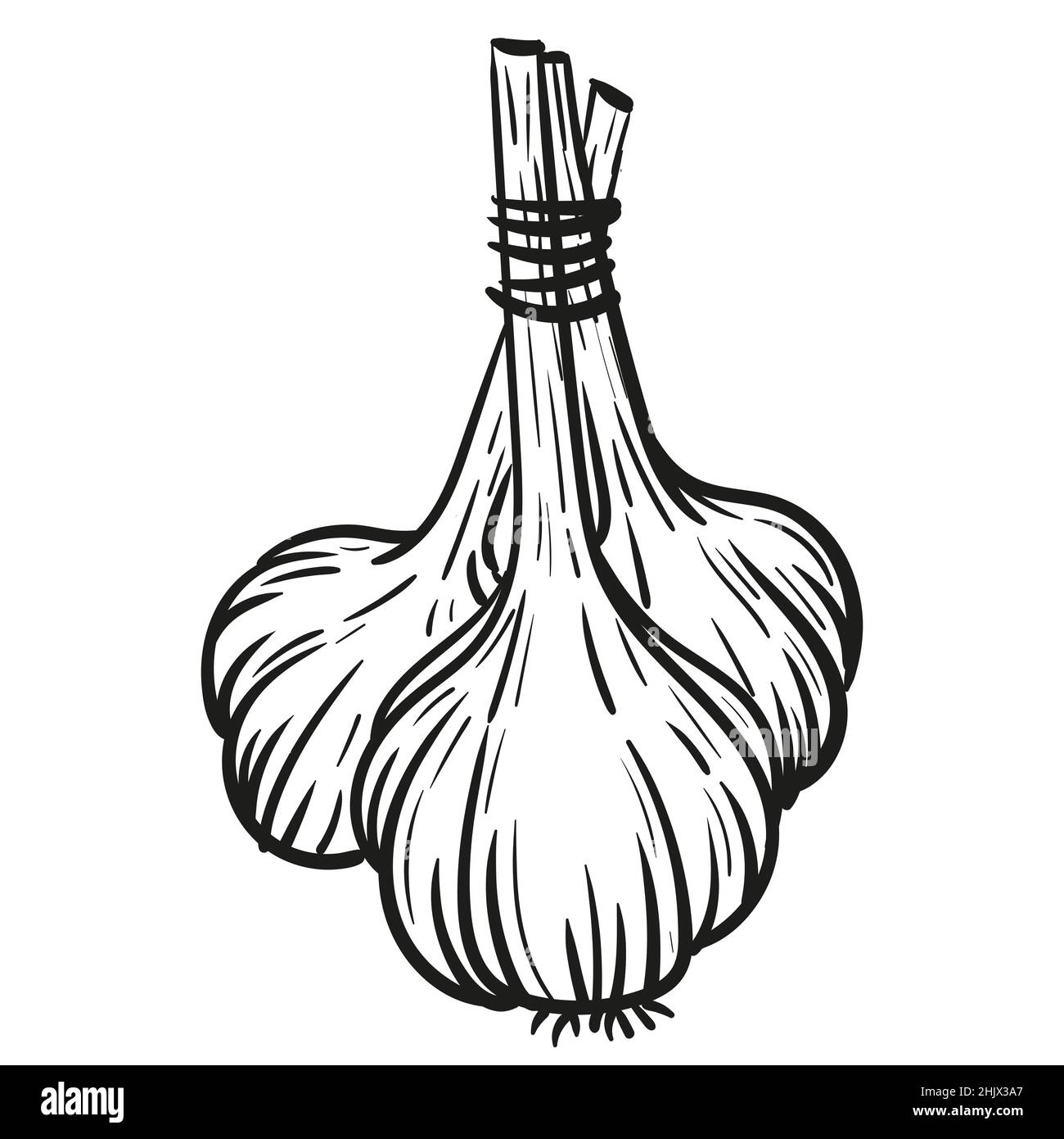 Garlic - vector illustration in sketch style. Head of garlic, cloves ...
