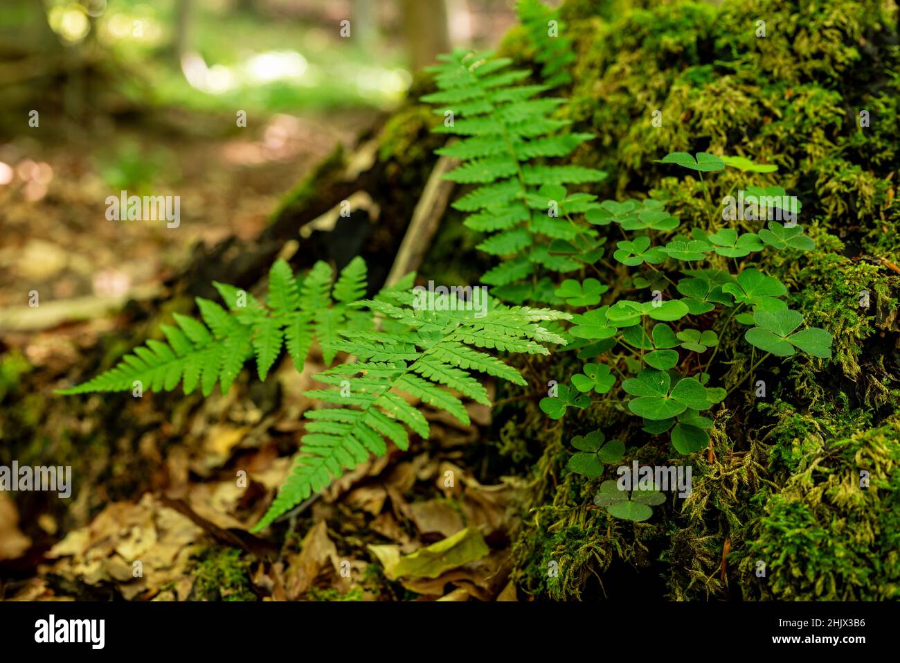 Fern and clover plants growing on foot of a moss-covered tree in the ...