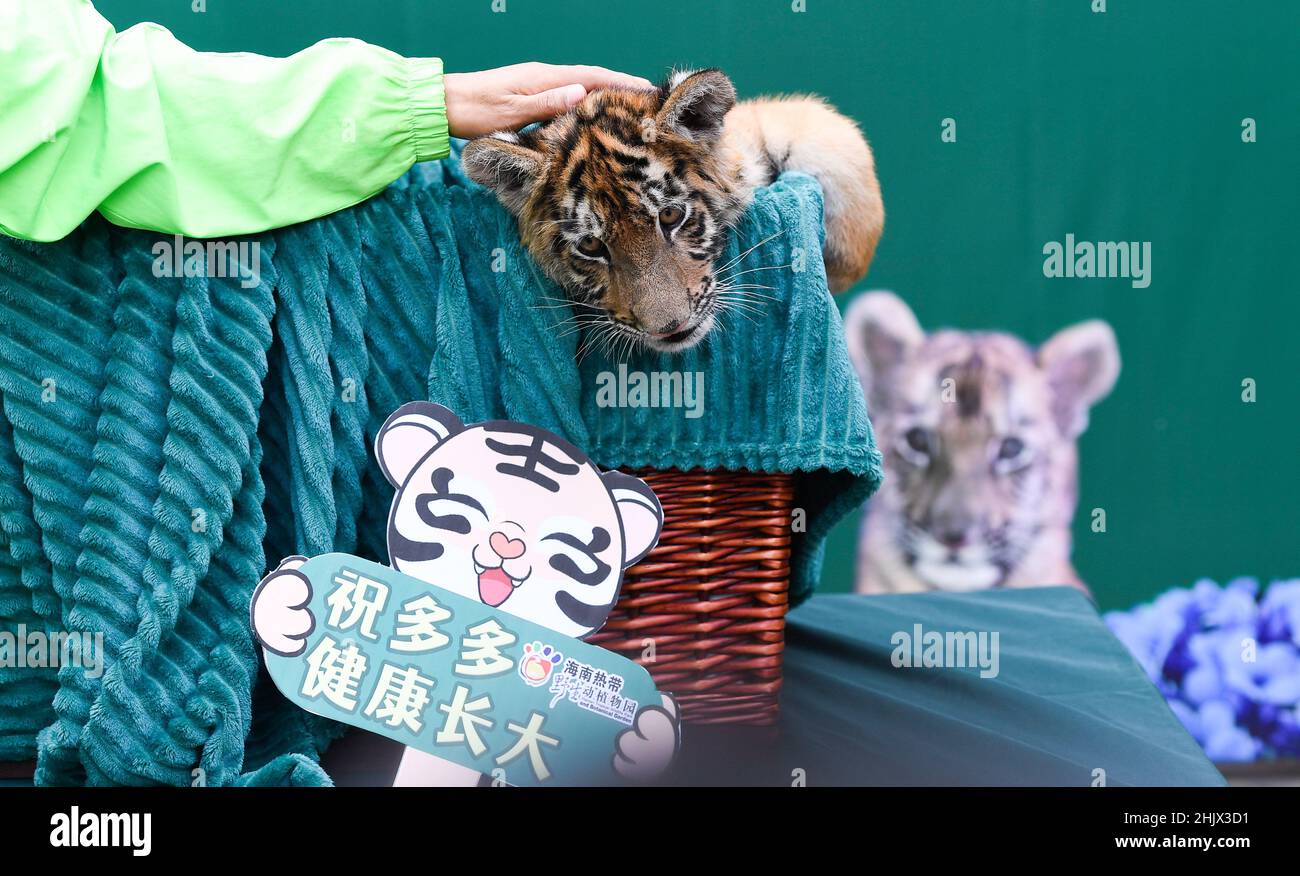 Beijing, China's Hainan Province. 1st Jan, 2022. Tiger cub Duo Duo is ...