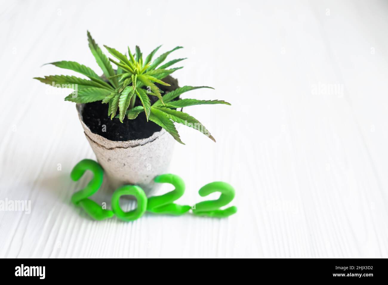 Text 2022. Growing hemp at home in pots of recyclable materials ...