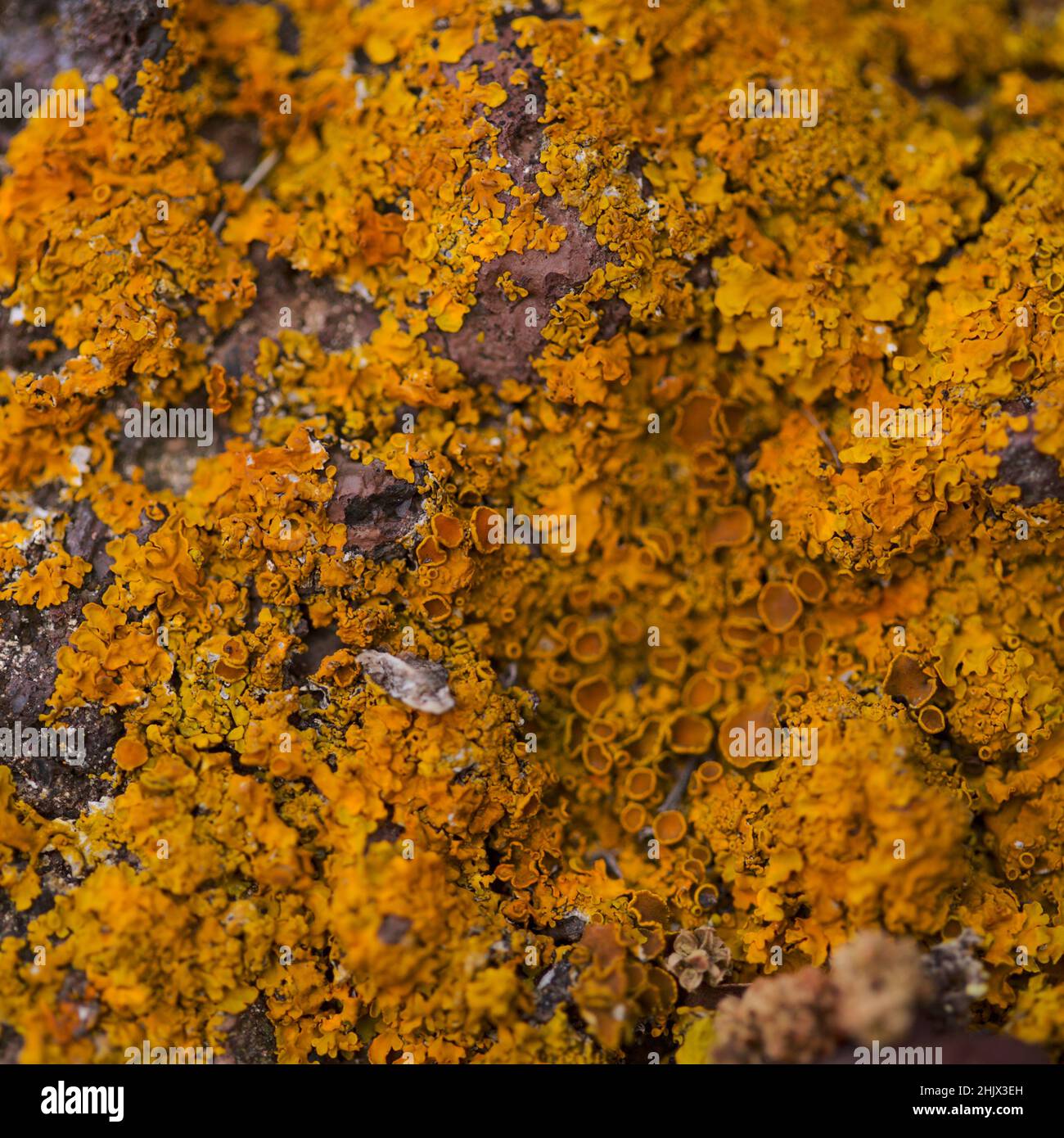 Bright yellow orange Caloplaca marina aka Orange Sea Lichen on rock ...