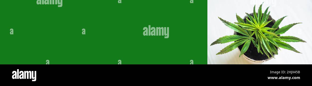 Growing hemp at home in pots of recyclable materials. Sprouts of young ...