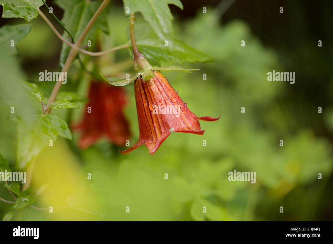 Flora of Gran Canaria - Canarina canariensis, Canary bellflower natural ...