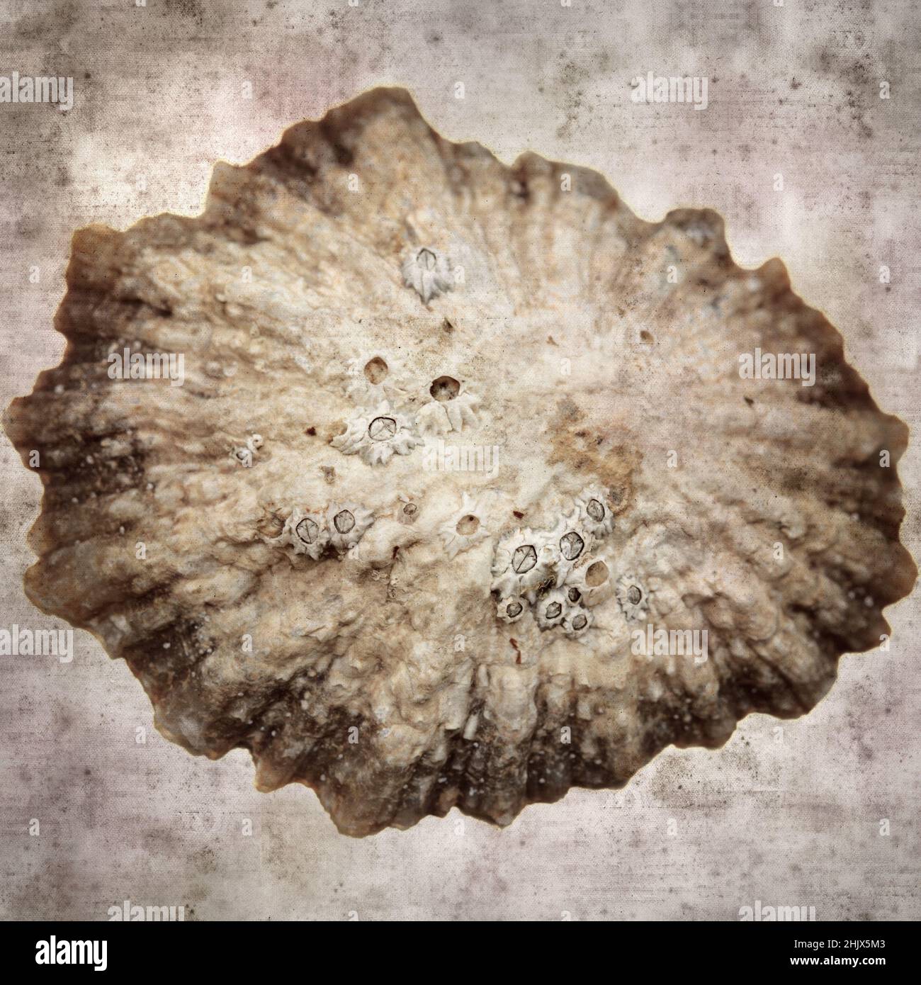 stylish textured old paper background with limpet shells Stock Photo ...