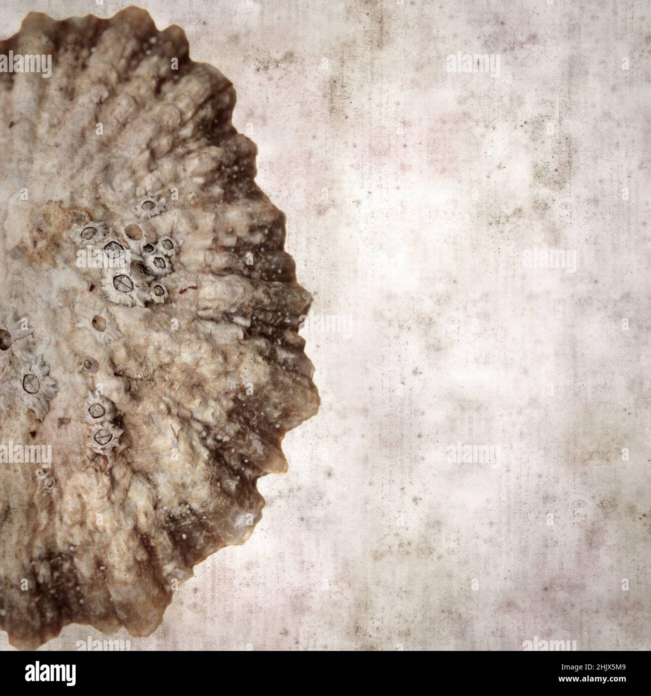 stylish textured old paper background with limpet shells Stock Photo ...