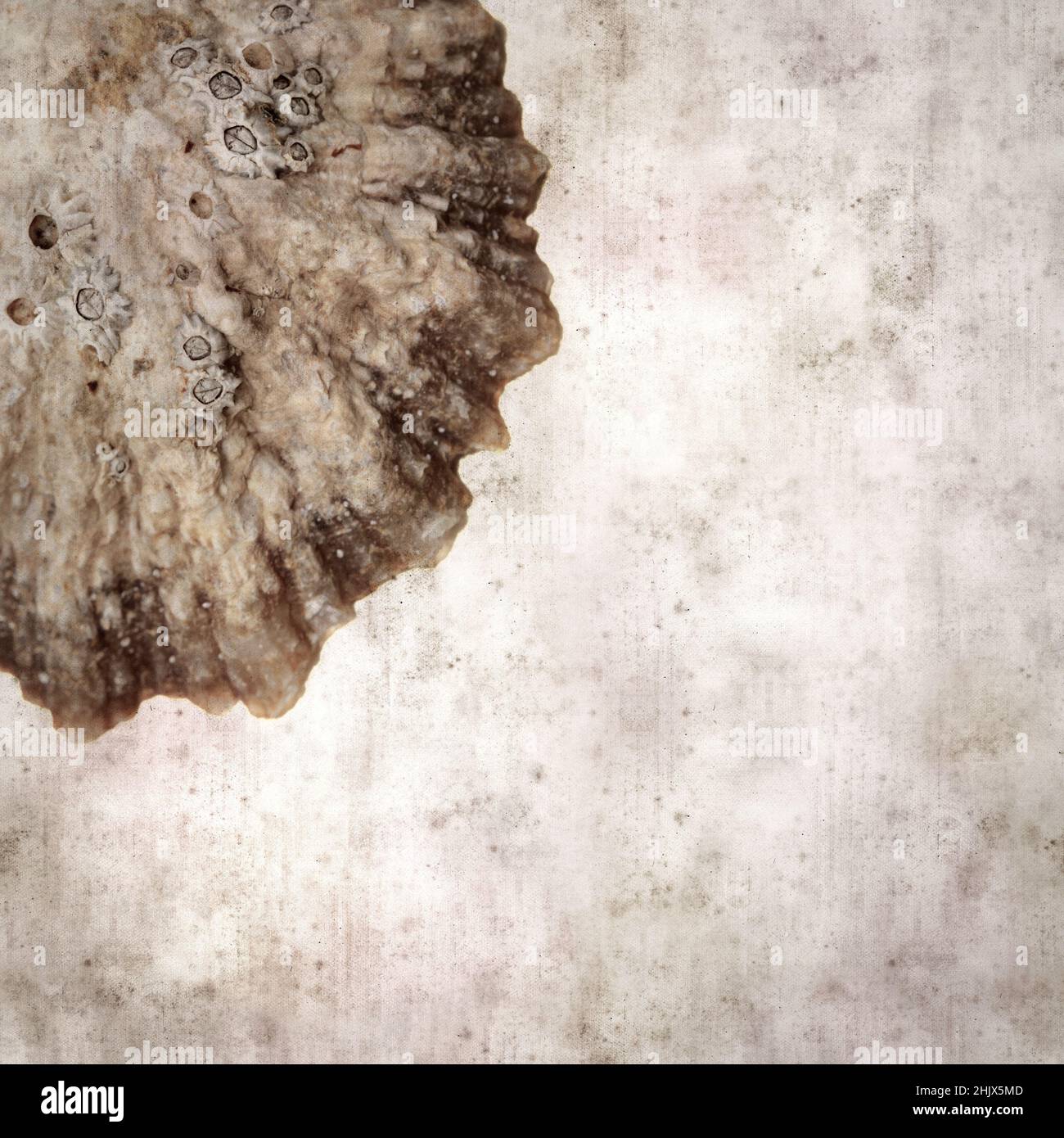 stylish textured old paper background with limpet shells Stock Photo ...
