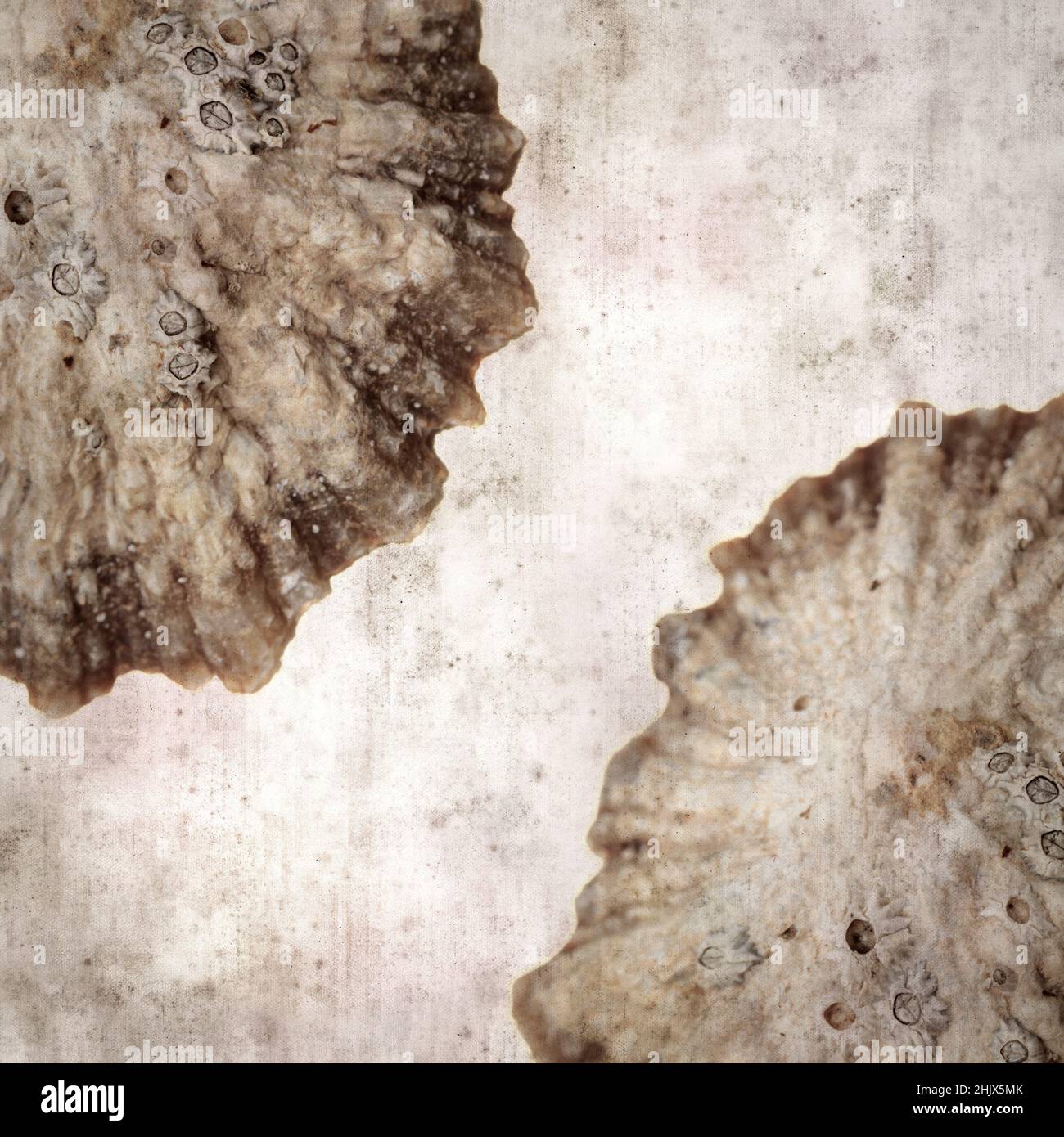 stylish textured old paper background with limpet shells Stock Photo ...