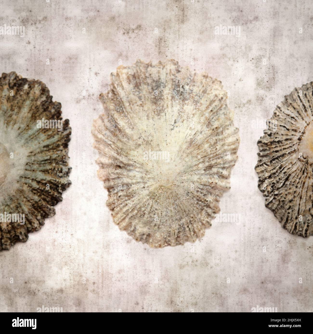 stylish textured old paper background with limpet shells Stock Photo ...