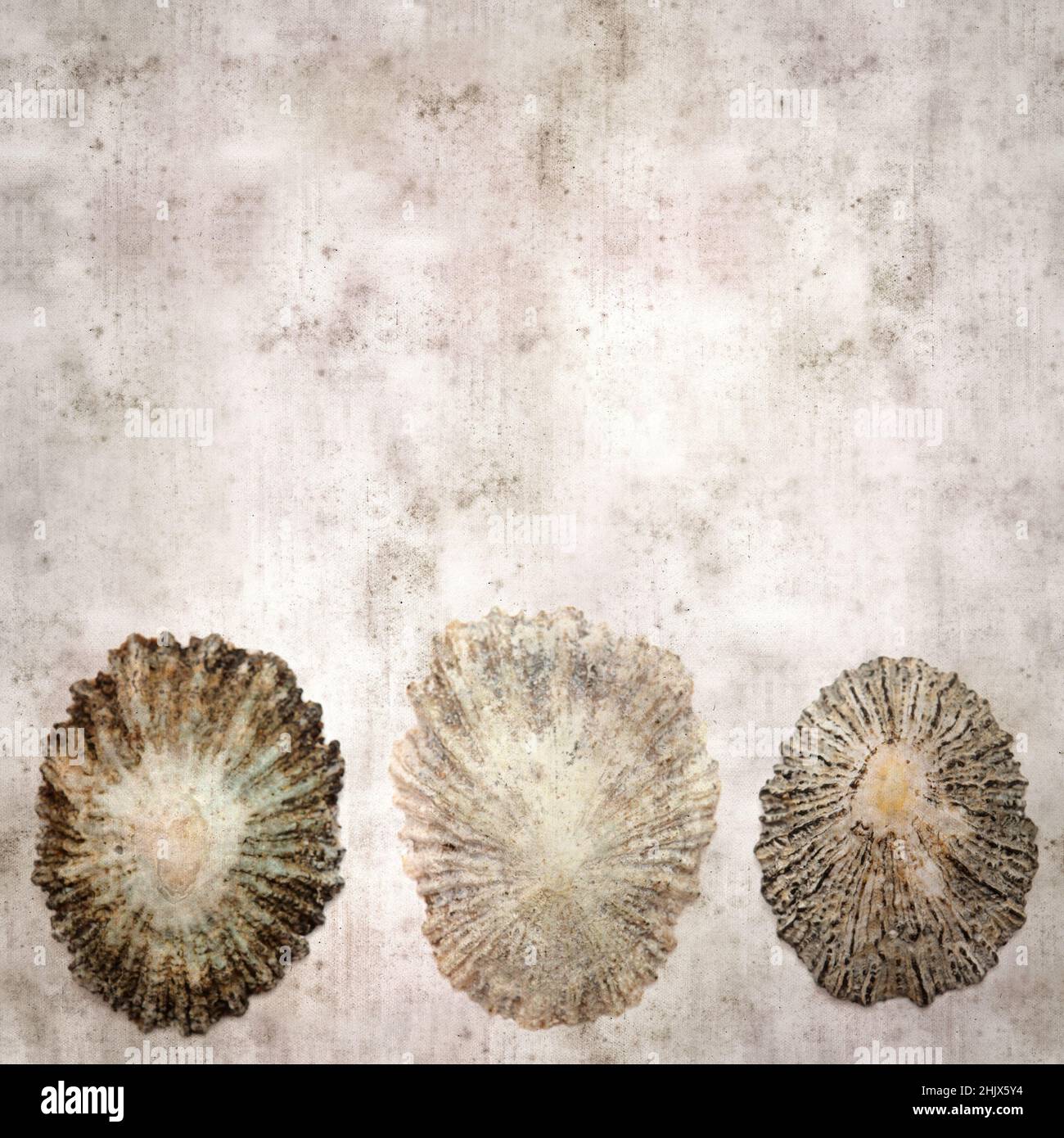 stylish textured old paper background with limpet shells Stock Photo ...