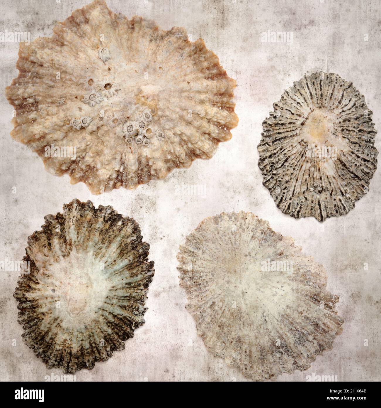 stylish textured old paper background with limpet shells Stock Photo ...