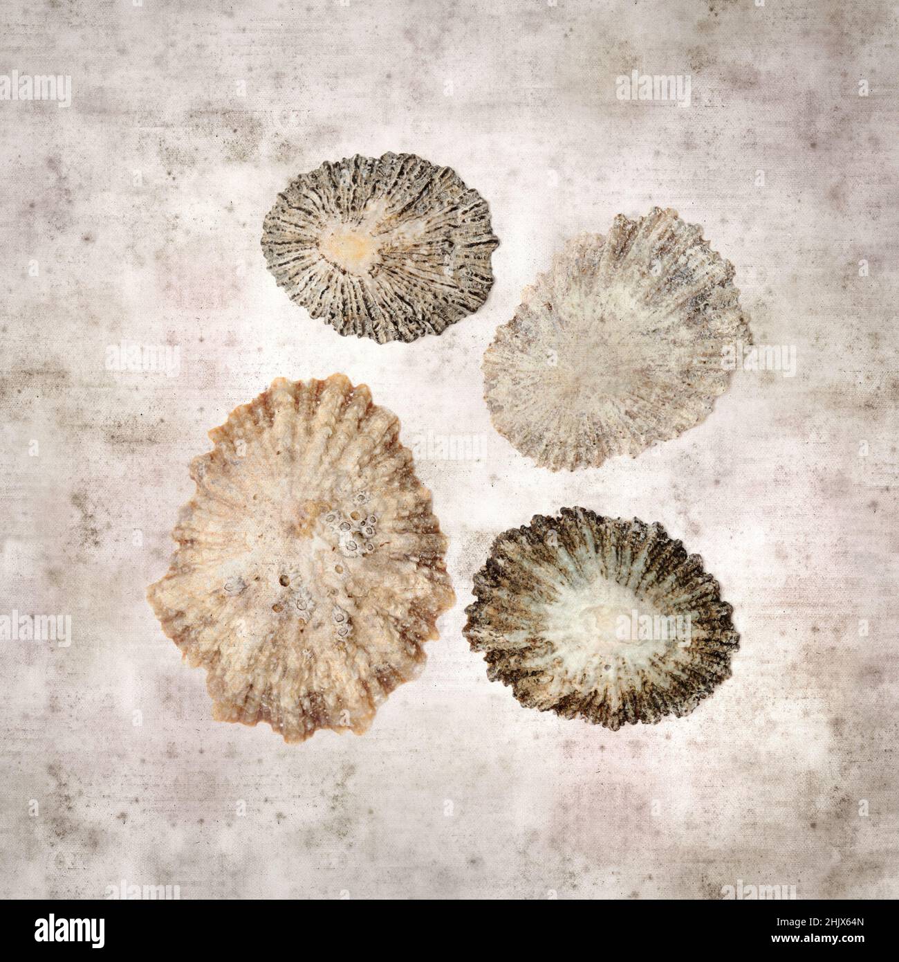 stylish textured old paper background with limpet shells Stock Photo ...