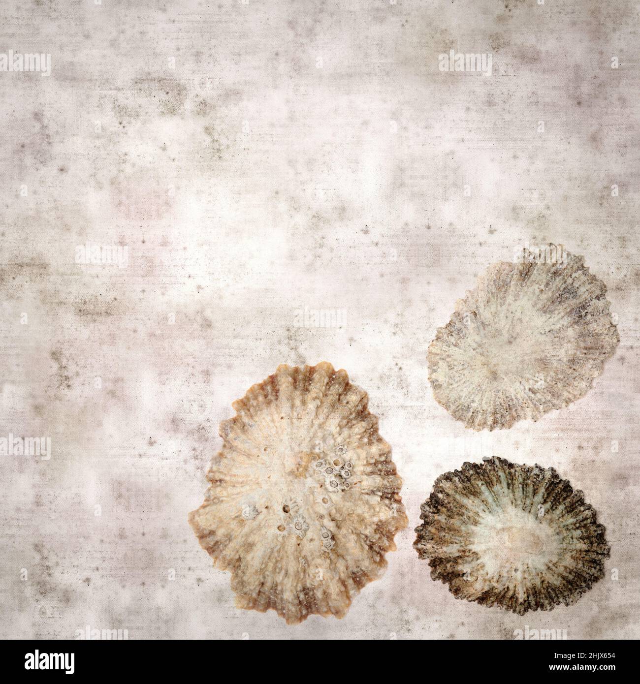 stylish textured old paper background with limpet shells Stock Photo ...
