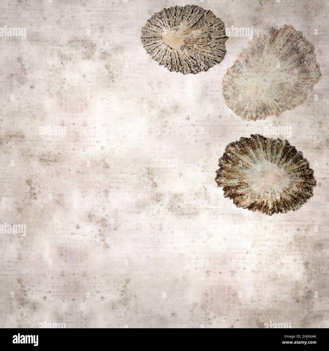 stylish textured old paper background with limpet shells Stock Photo ...