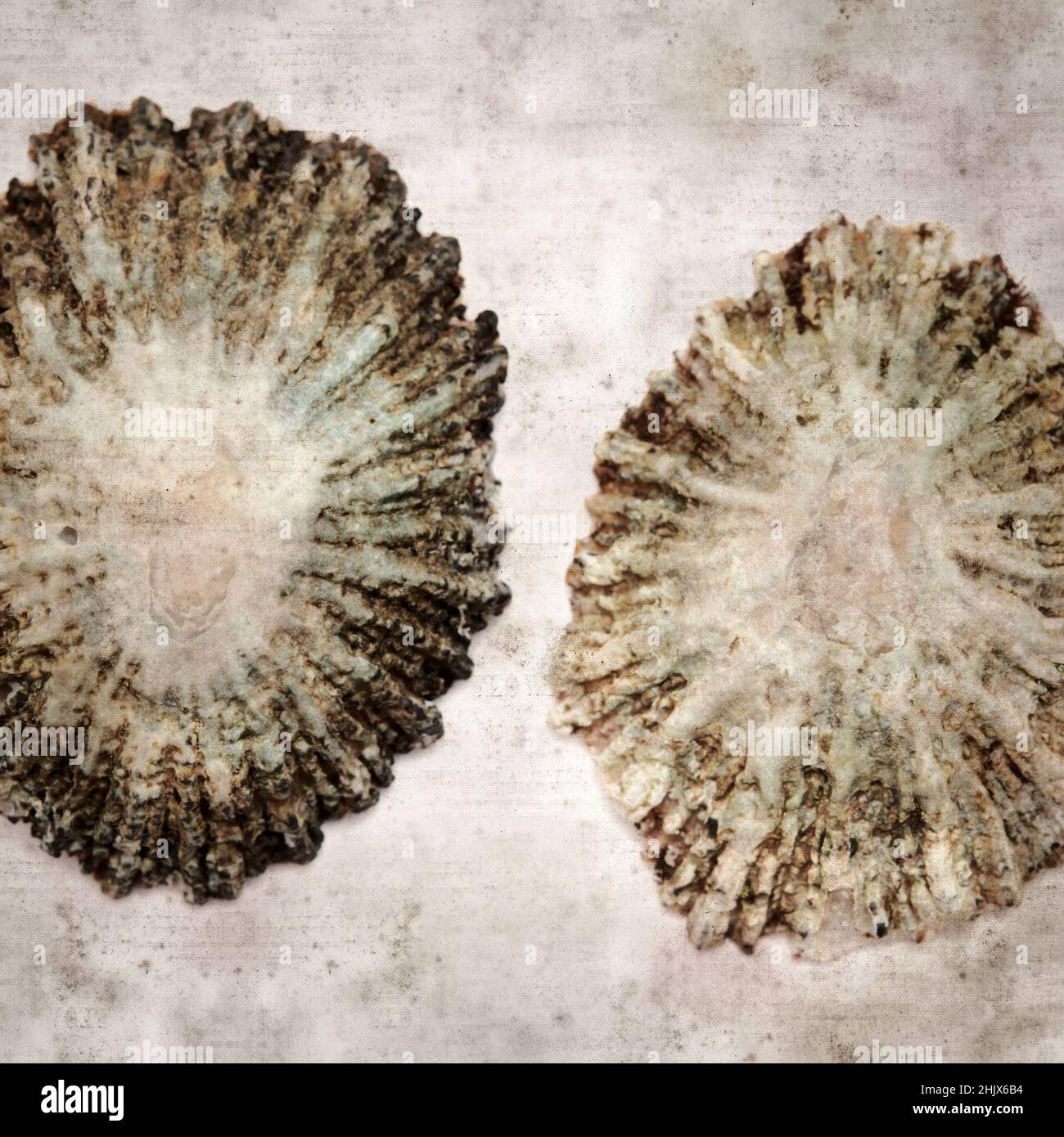 stylish textured old paper background with limpet shells Stock Photo ...
