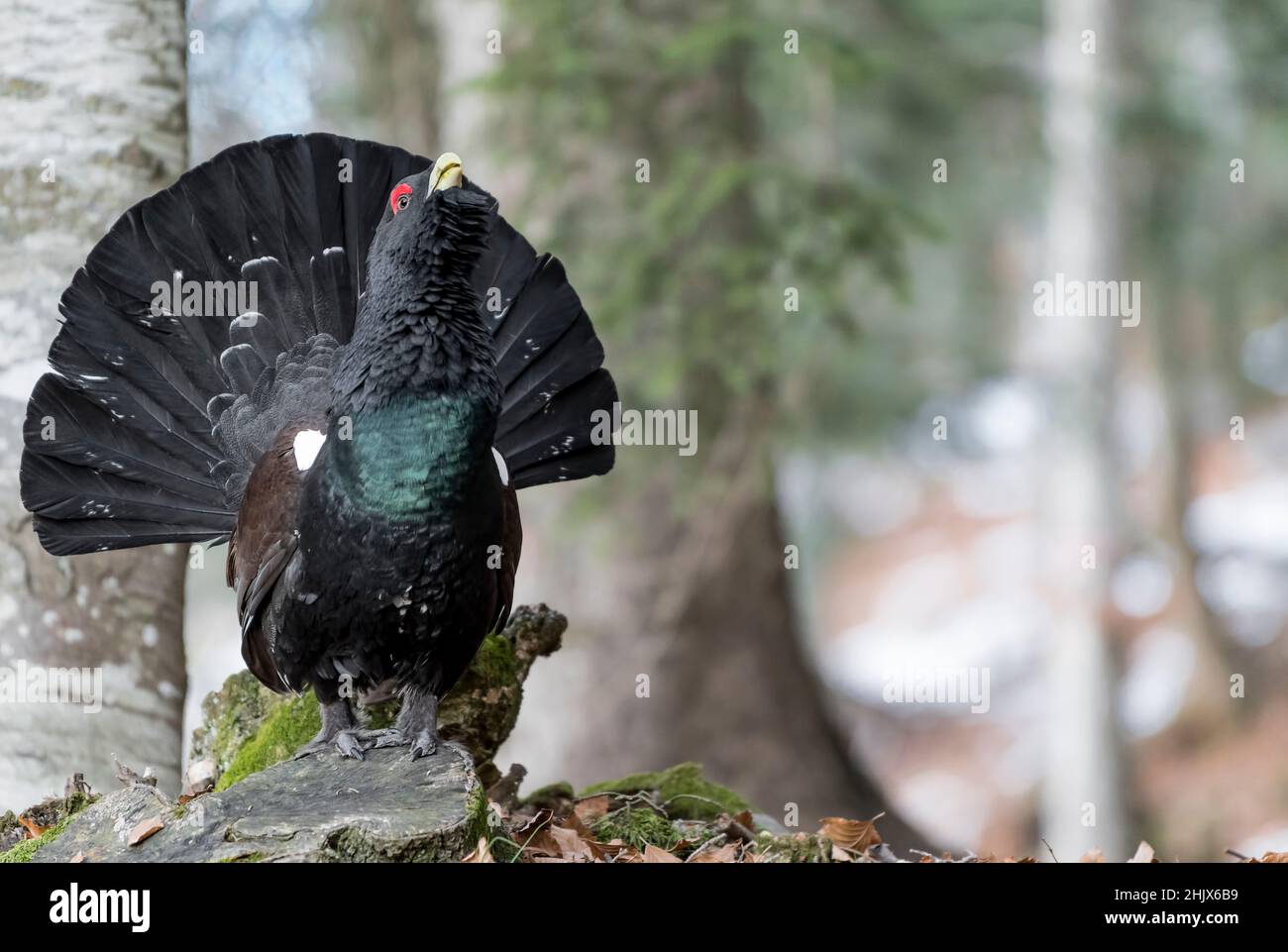 Face to face with the king of grouse family, fine art portrait of ...