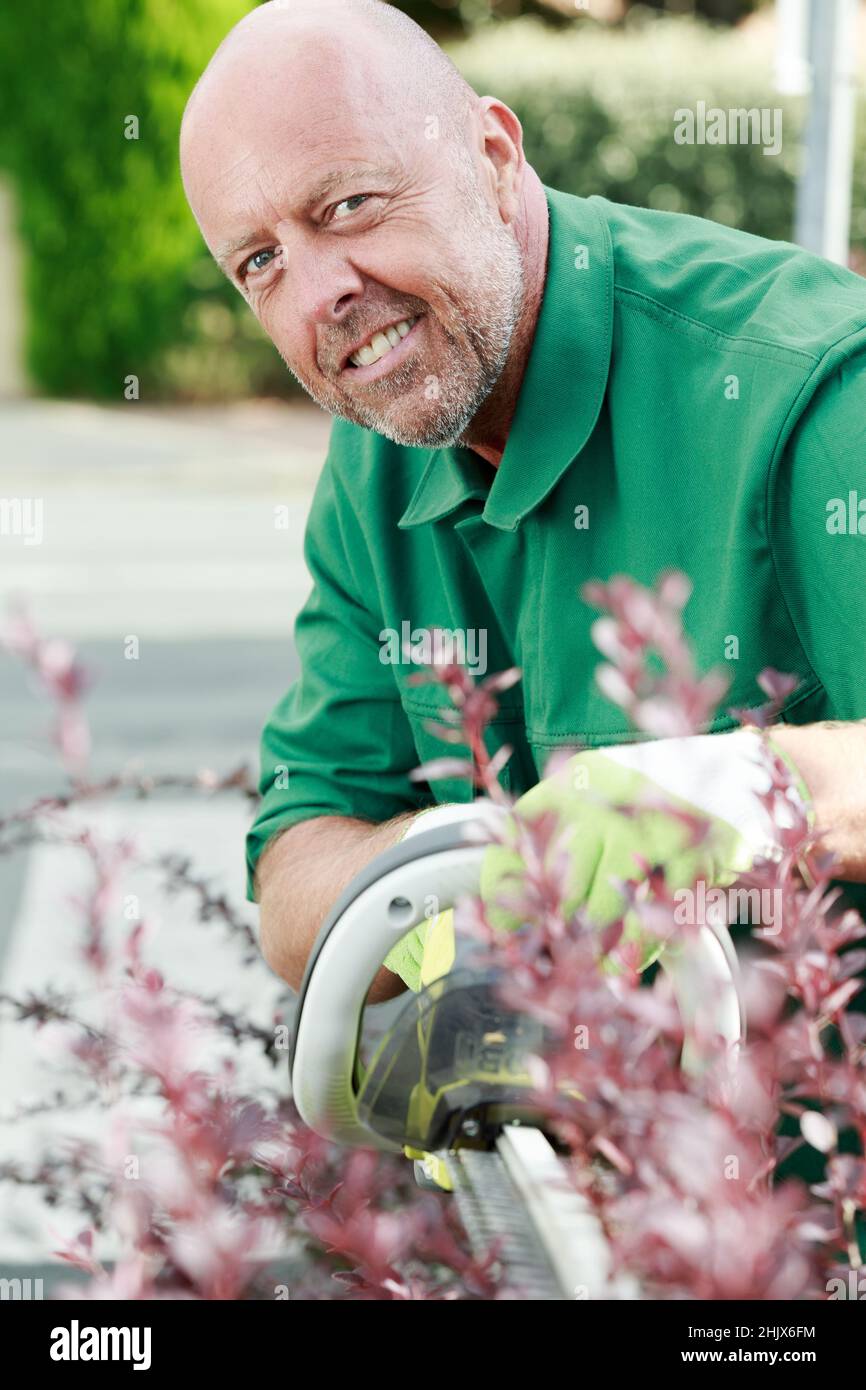 mature man pruning and cutting hedges with chainsaw Stock Photo - Alamy