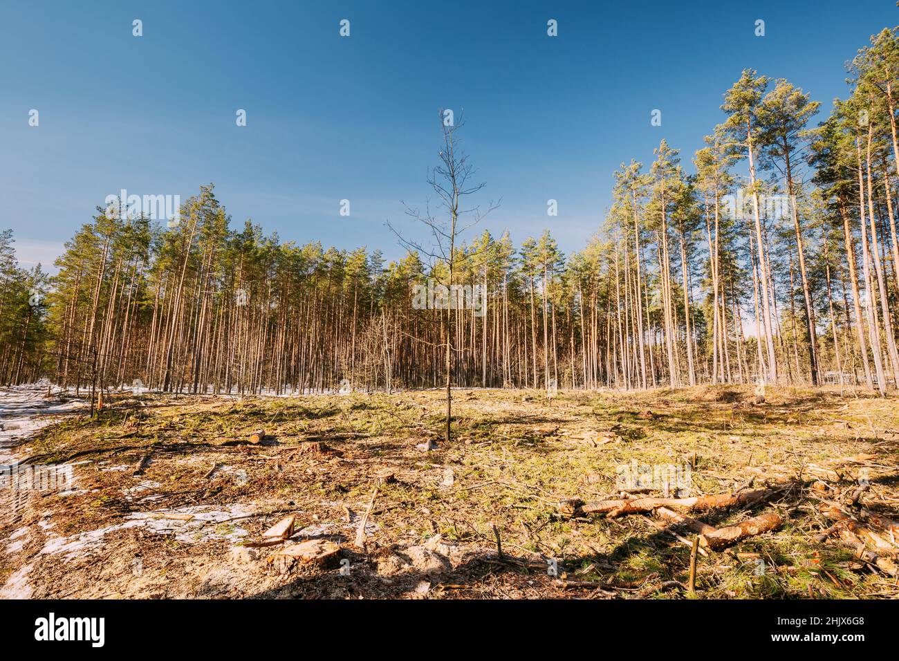 Deforestation Area. Pine Forest Landscape In Sunny Spring Day. Green ...