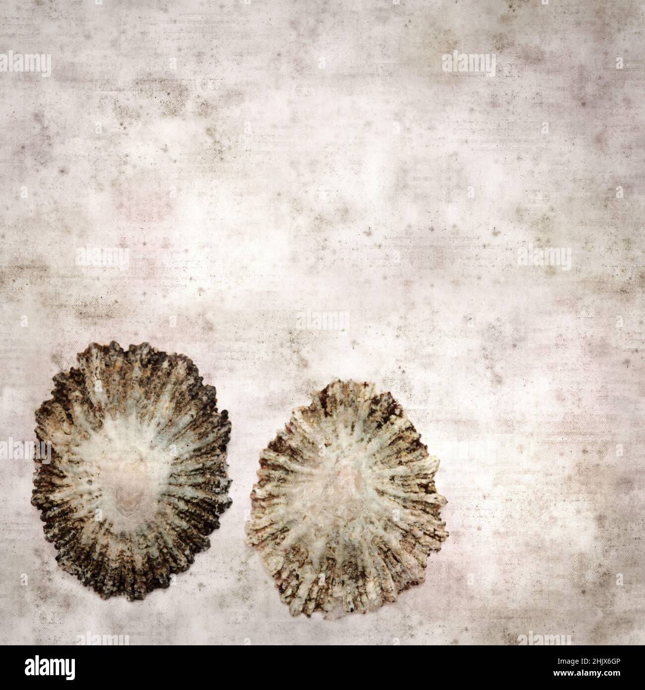 stylish textured old paper background with limpet shells Stock Photo ...