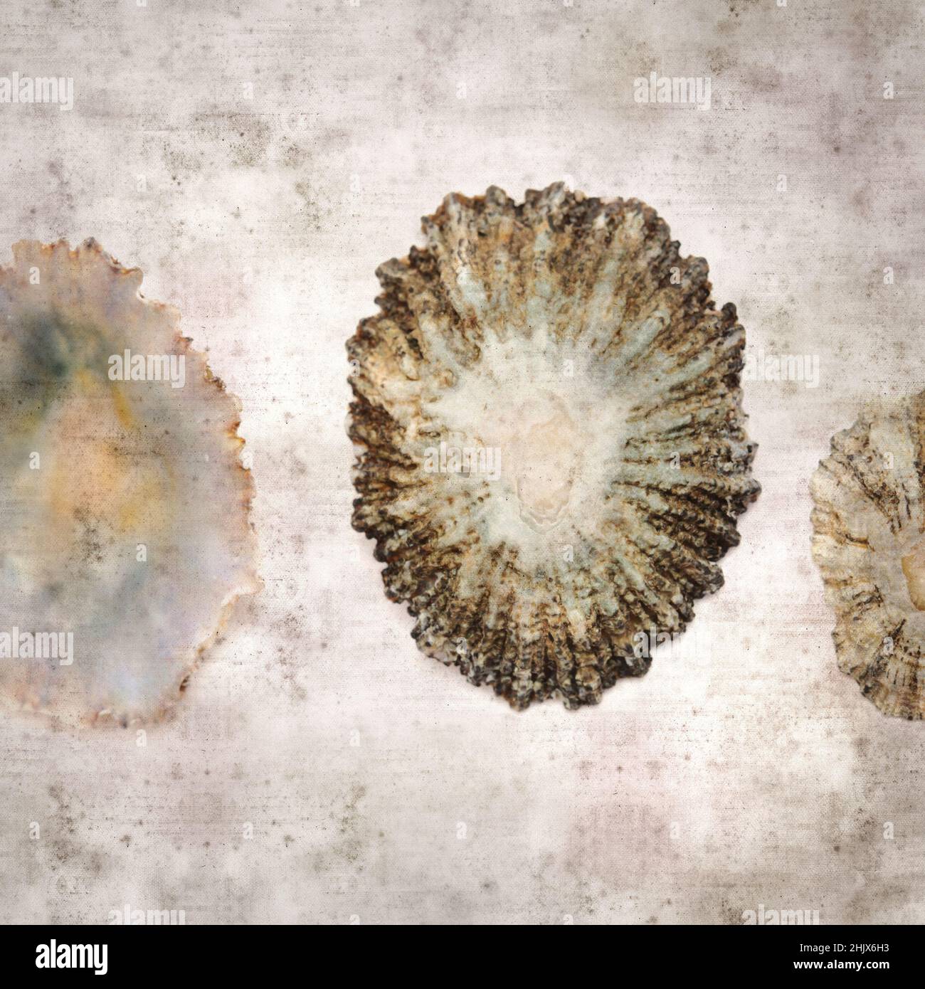 stylish textured old paper background with limpet shells Stock Photo ...