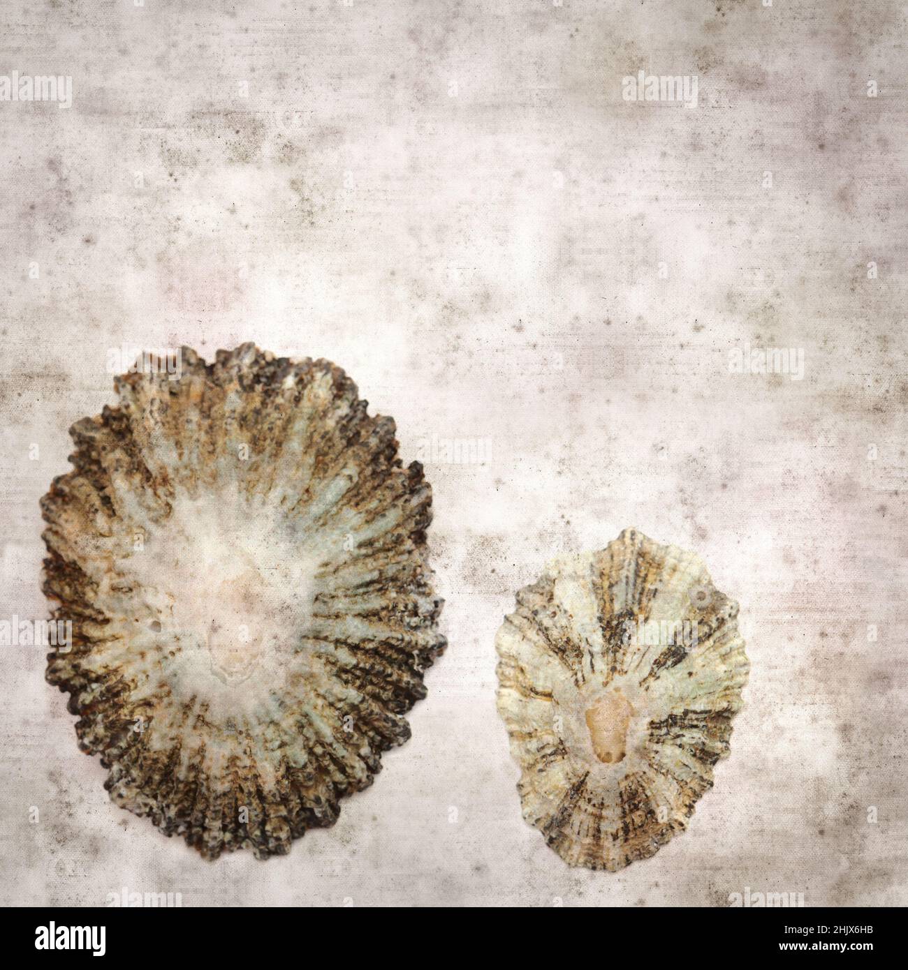 stylish textured old paper background with limpet shells Stock Photo ...