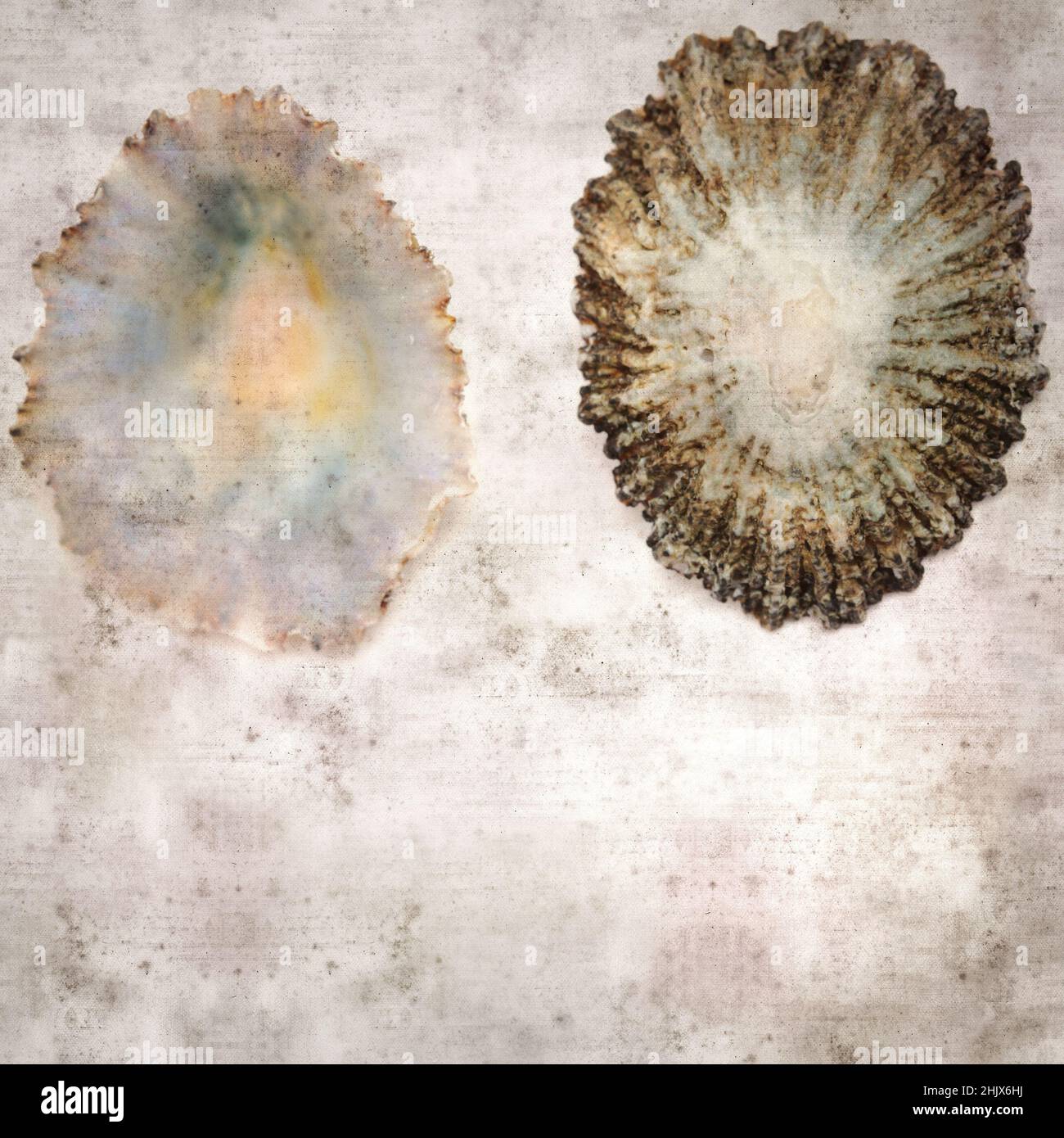 stylish textured old paper background with limpet shells Stock Photo ...