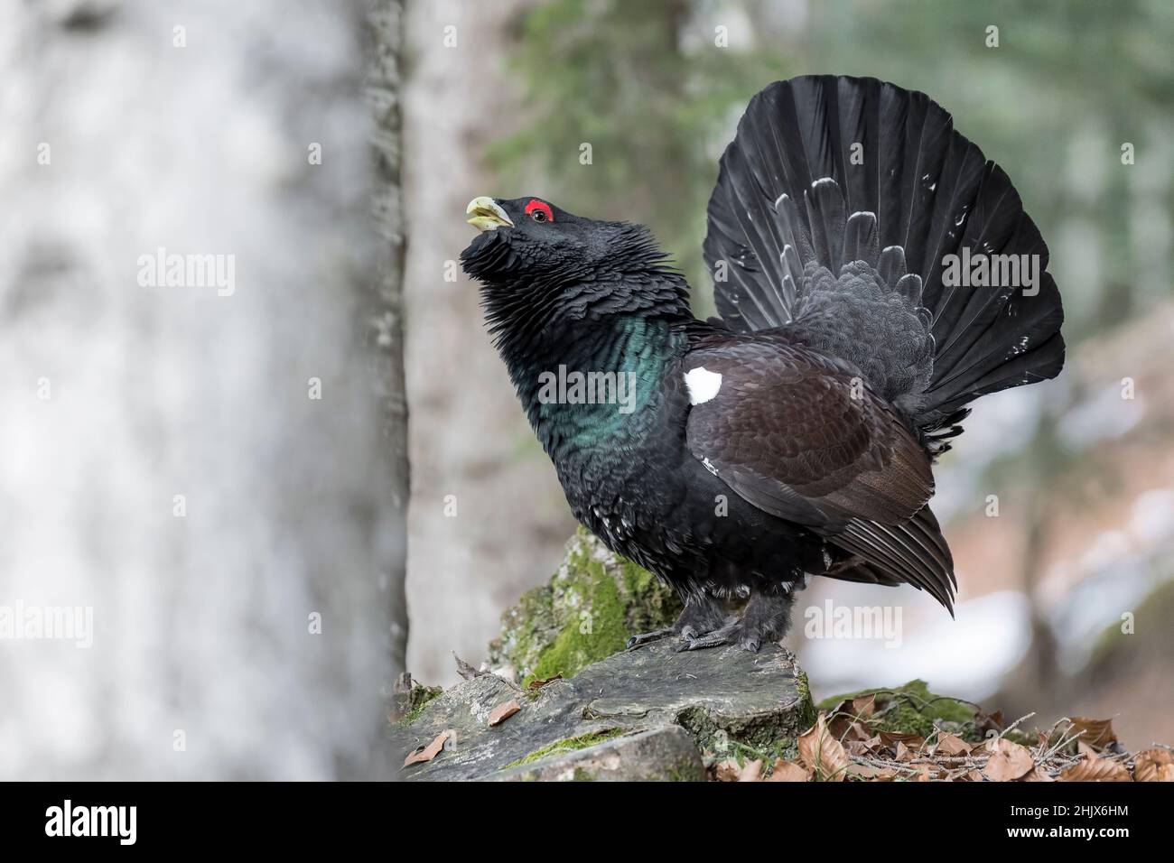 Face to face with the largest bird of grouse family, the Western ...