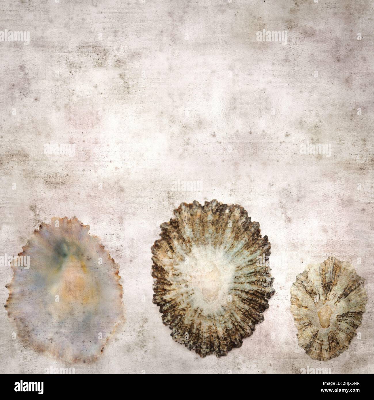 stylish textured old paper background with limpet shells Stock Photo ...