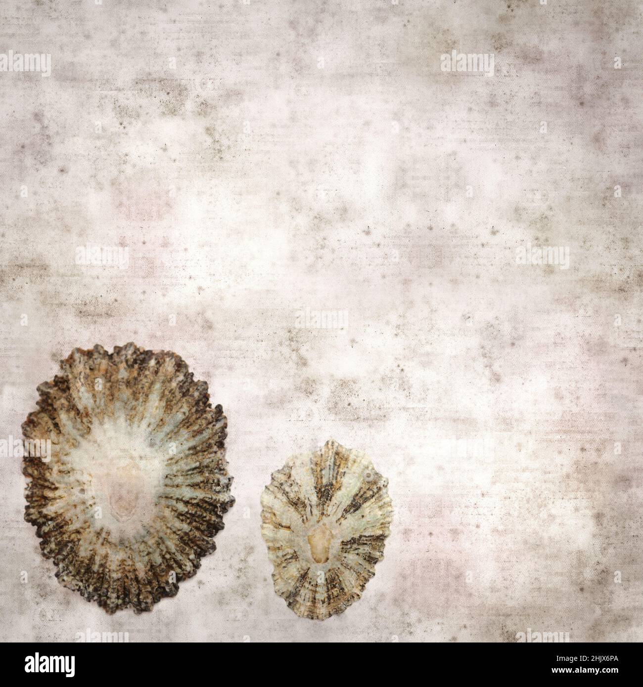 stylish textured old paper background with limpet shells Stock Photo ...