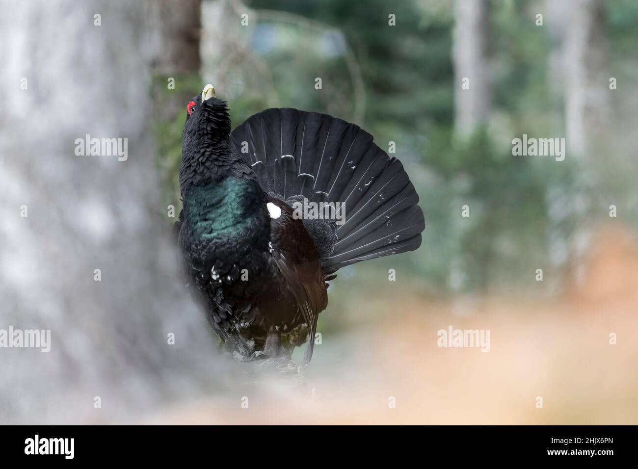 Face to face with the king of grouse family, fine art portrait of ...